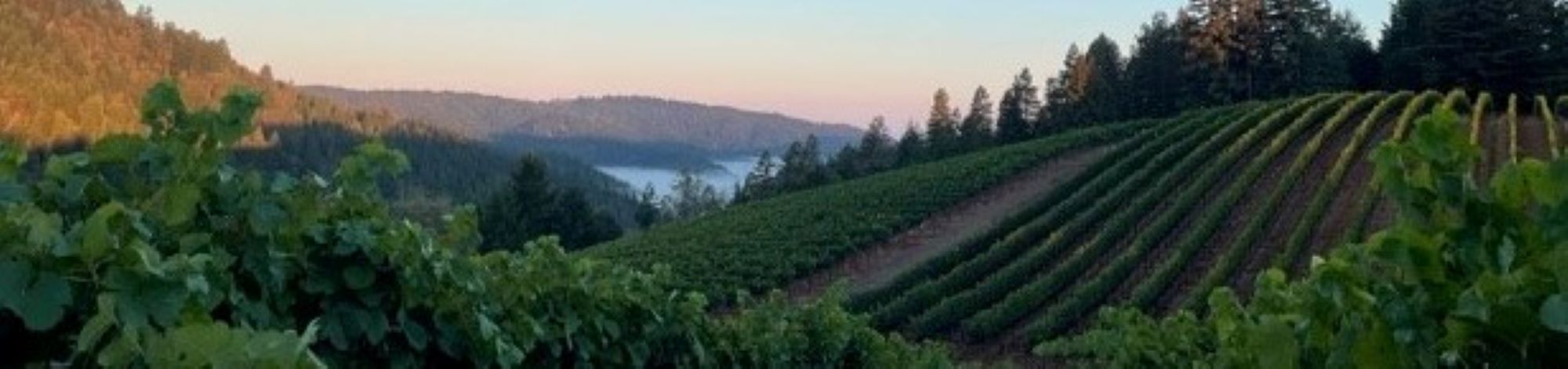 Our Vineyards - Banshee