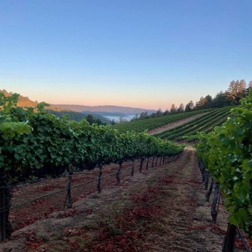 Banshee Winery - Crafting Distinctive Wines