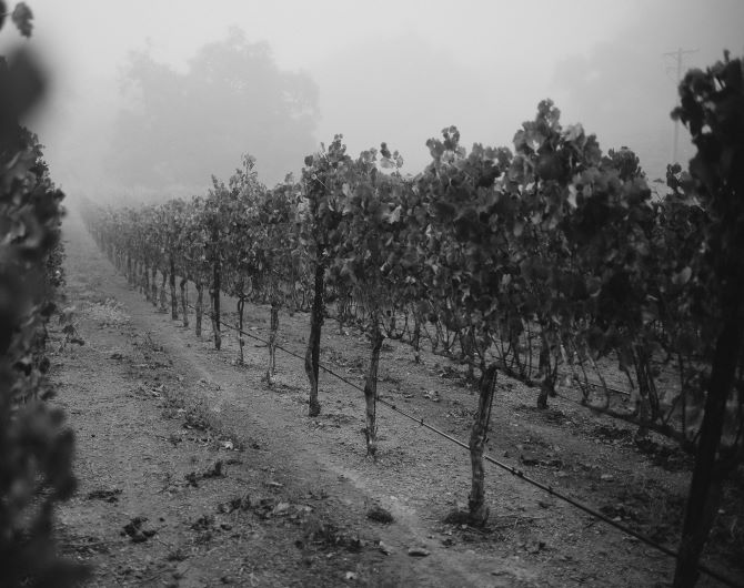Our Vineyards - Banshee
