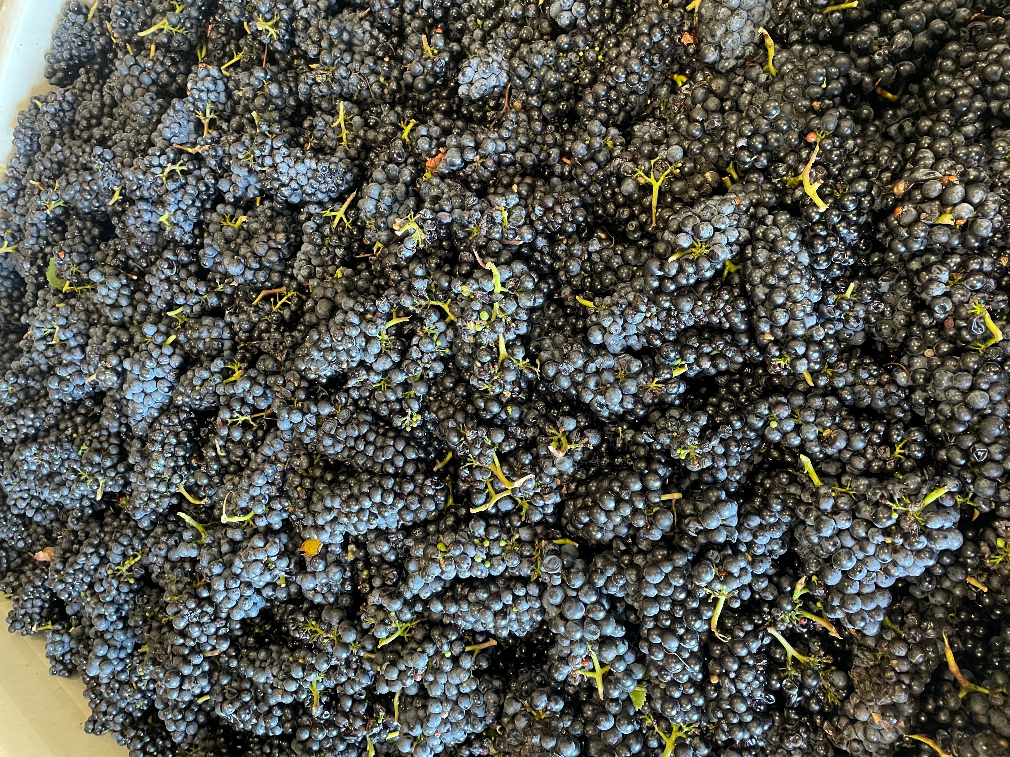 Banshee Sonoma County Pinot Noir - Banshee